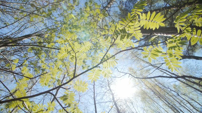 Looking Up Under the Canopy of a Rowan Bush. Spring Stock Footage ...