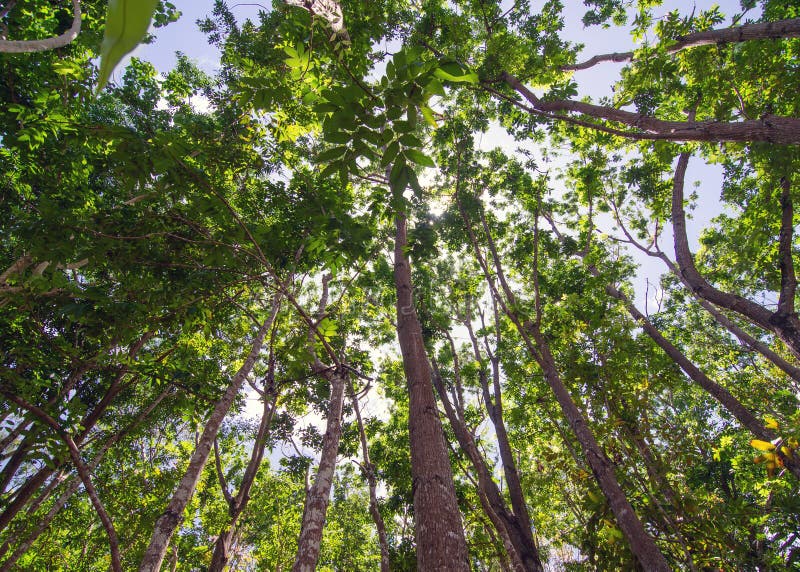 Looking Up Under the Canopy of Trees Stock Photo - Image of canopy ...