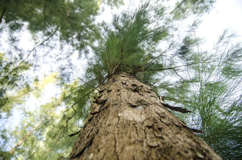 Looking Up from Under Sea Oak Tree Forest with Worm Eye View Con Stock ...