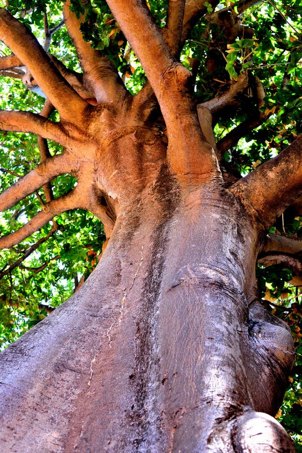 Looking Up Under the Shadow of a Tree Stock Photo - Image of bright ...