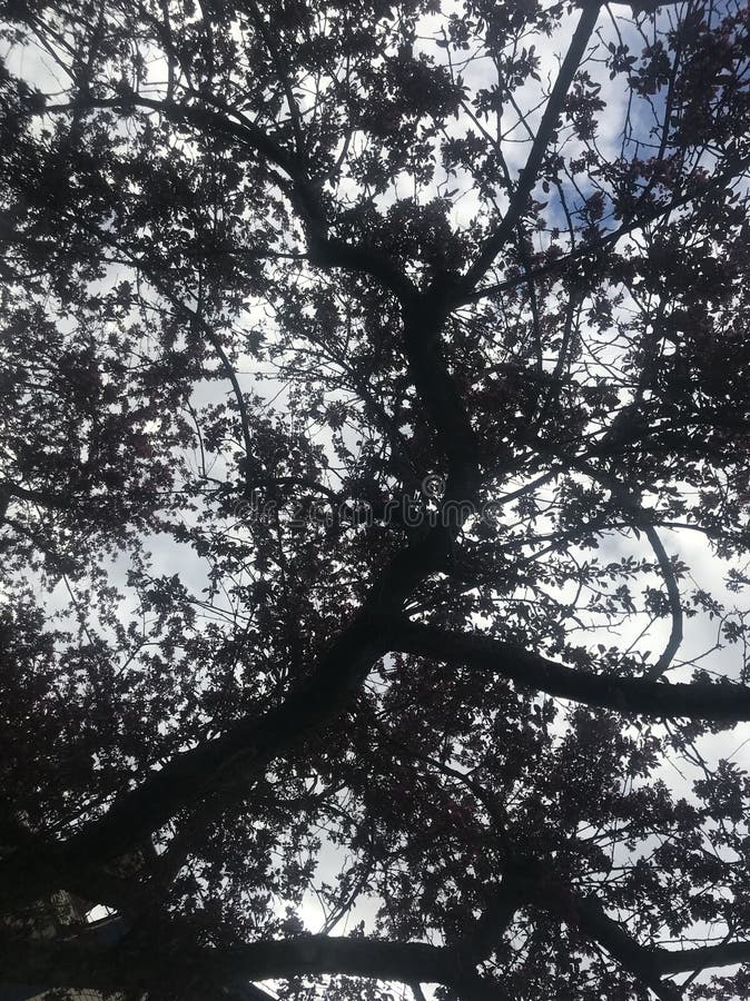 433 Looking Up Under View Tree Stock Photos - Free & Royalty-Free Stock ...