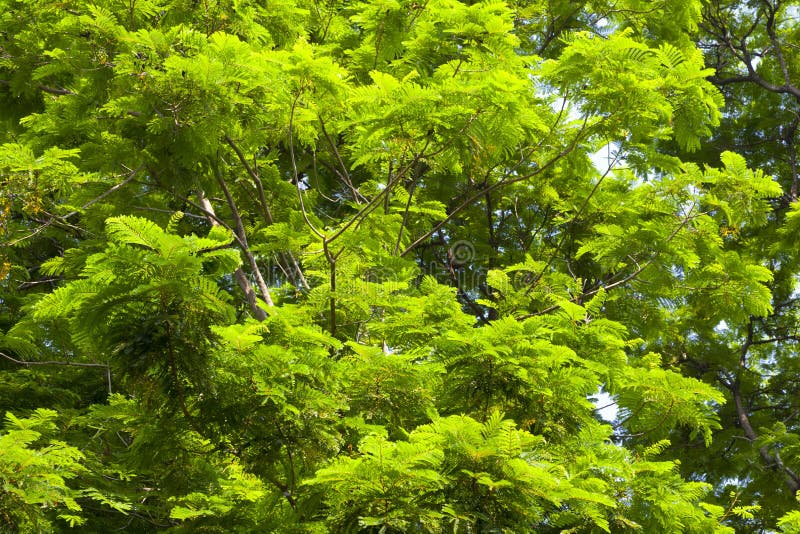 Looking Up Under View Tree Stock Images - Download 292 Royalty Free Photos