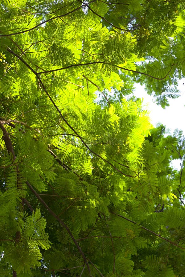 Looking Up from Under the Tree Stock Photo - Image of colorful, leave ...