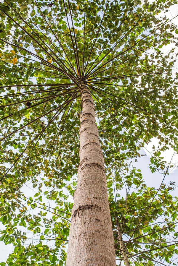 Looking Up from Under View the Tree. Stock Photo - Image of background ...