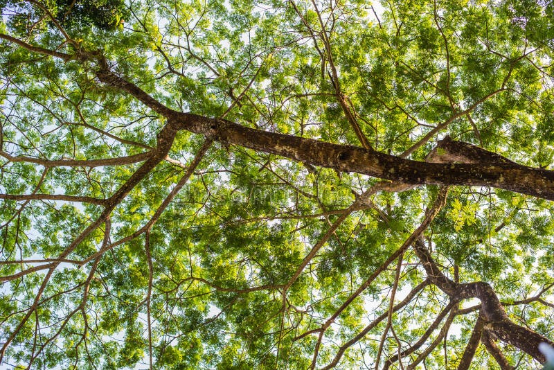 Looking Up from Under View the Tree with Sun Light Stock Photo - Image ...