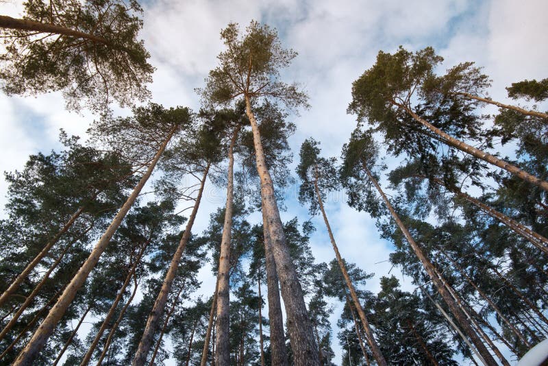 Looking Up from Under View the Tree with Sun Light Stock Photo - Image ...