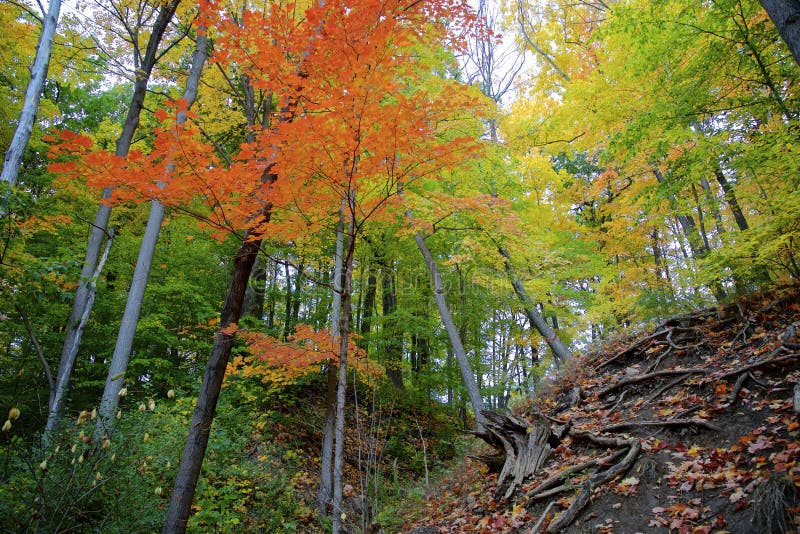 Looking Up View of the Red Maple Tree Leaves in the Forest in Autumn ...