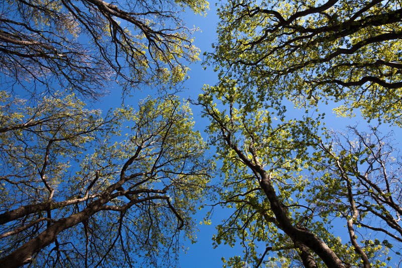 Looking Up, View to the blue