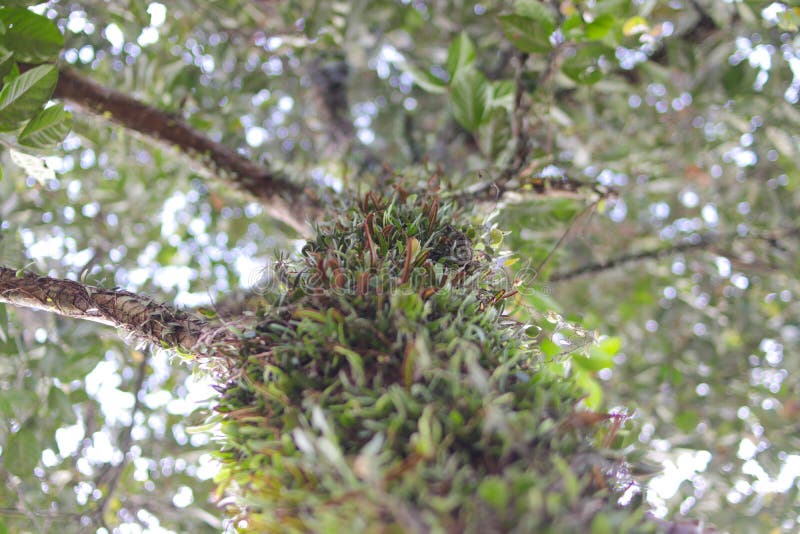 Looking Up View of a Tree Trunk Full of Moses in the Woods Stock Photo ...