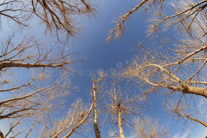 Looking Up Winter Bare Tree Stock Photo - Image of outdoor, united ...