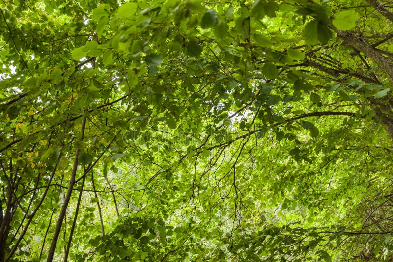 Looking Upside Down at the Trees Inside the Forest Stock Image - Image ...
