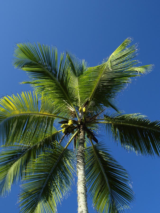 Upward View of a Palm Tree with Coconuts Stock Image - Image of ...