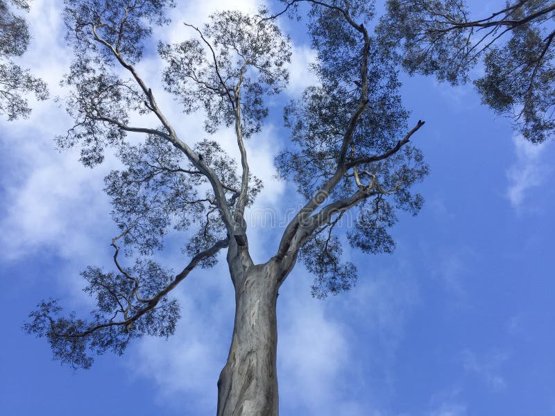 Looking Upwards at a Eucalyptus Tree with Blue Cloudy Sky Background ...