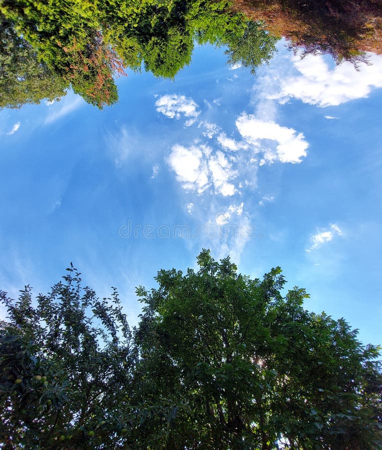 Summerly Treetops Stock Photos - Free & Royalty-Free Stock Photos from ...