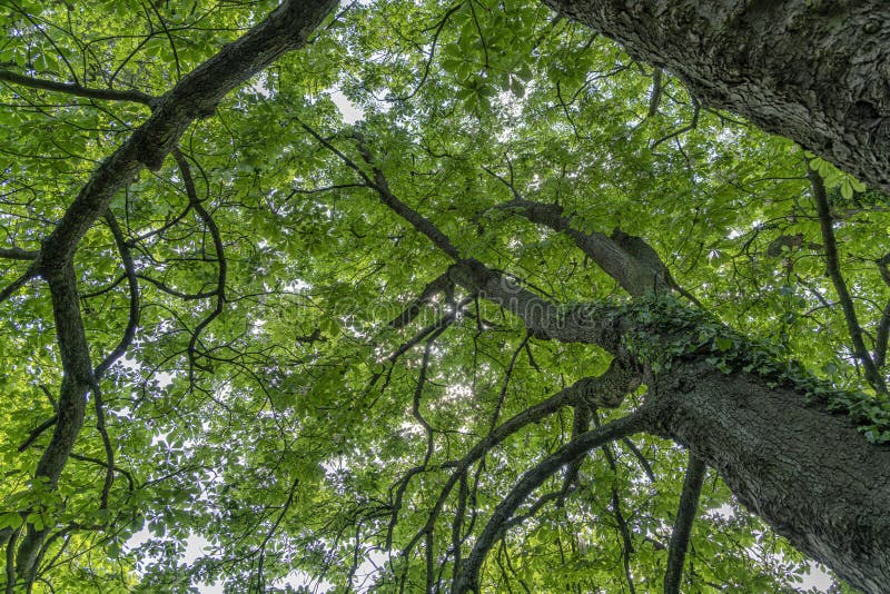Looking Upwards at Summer Tree Canopy Stock Photo - Image of lush ...