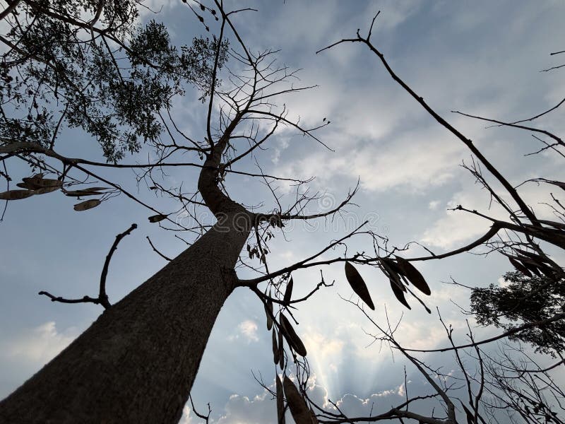 Tall Tree Reaching into the Sky Stock Image - Image of trunk, forest ...
