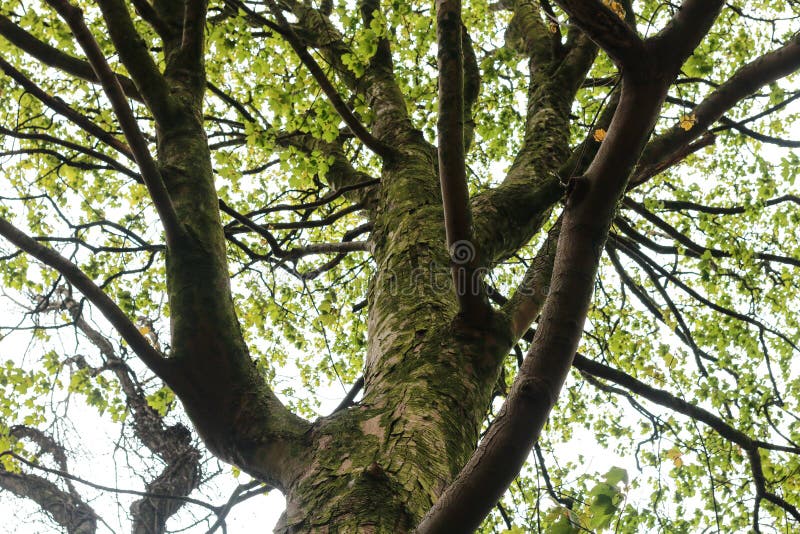 Large Tree Trunk and Branches Stock Image - Image of leaves, forest ...