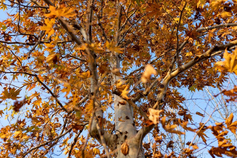 Looking Upwards To the Maple Tree in Autumn Season from Below Stock ...