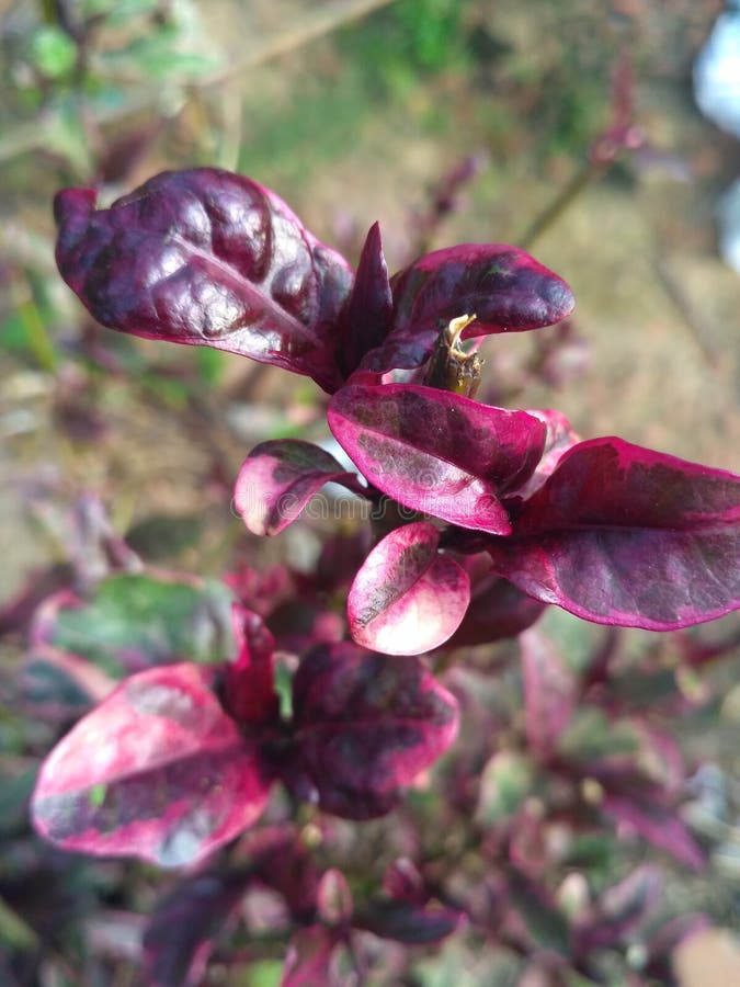 609 Netural Stock Photos - Free & Royalty-Free Stock Photos from Dreamstime