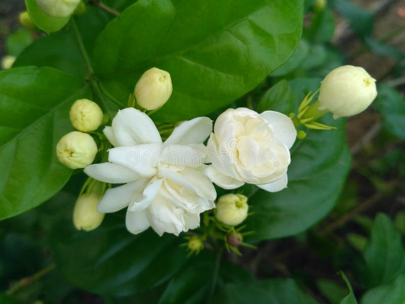 609 Netural Stock Photos - Free & Royalty-Free Stock Photos from Dreamstime