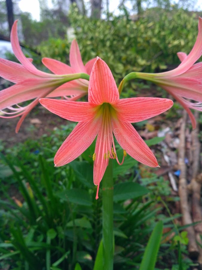 575 Netural Photos - Free & Royalty-Free Stock Photos from Dreamstime