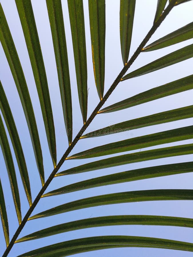 Beautiful Palm Tree Leaf Texture Stock Image - Image of looking, green ...