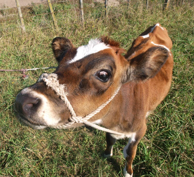 Cow stock image. Image of head, farm, lovely, good, nice - 14541397