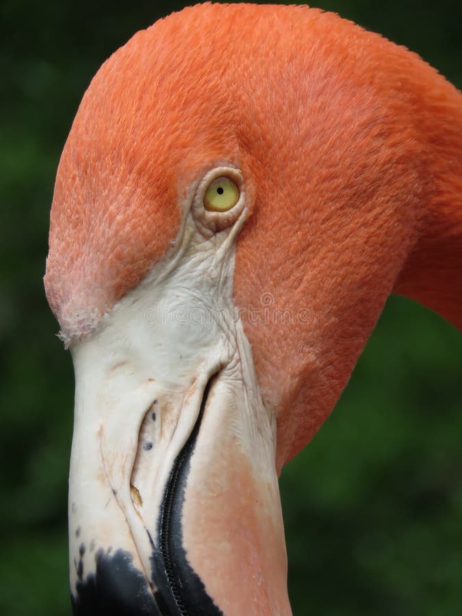 136 Pink Flamingo Looking Camera Stock Photos - Free & Royalty-Free ...