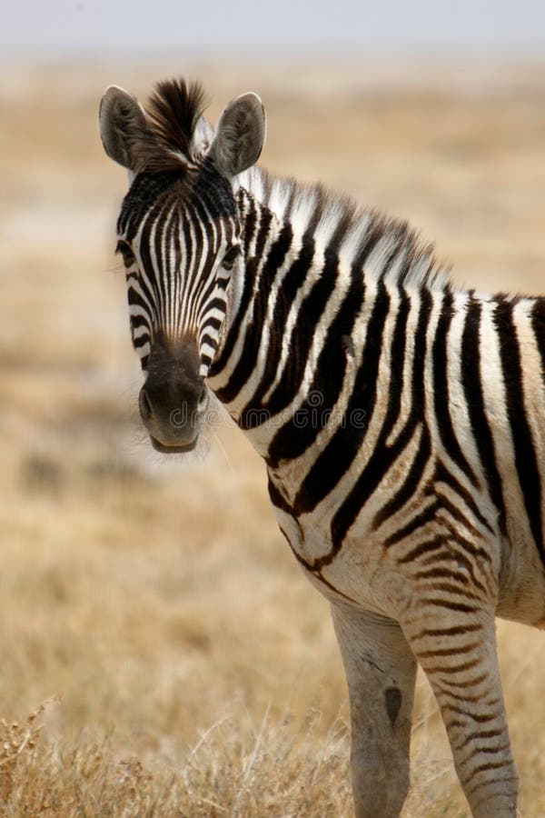 Looking zebra stock image. Image of crest, close, grey - 7491051