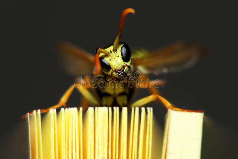 Dead wasp stock image. Image of details, close, isolated - 215717