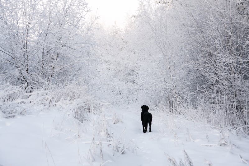 Lookout stock photo. Image of hound, retriever, alert - 51149512
