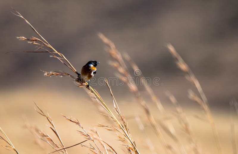Lookout Place for a Bird on Dry Grass Stock Image - Image of place ...