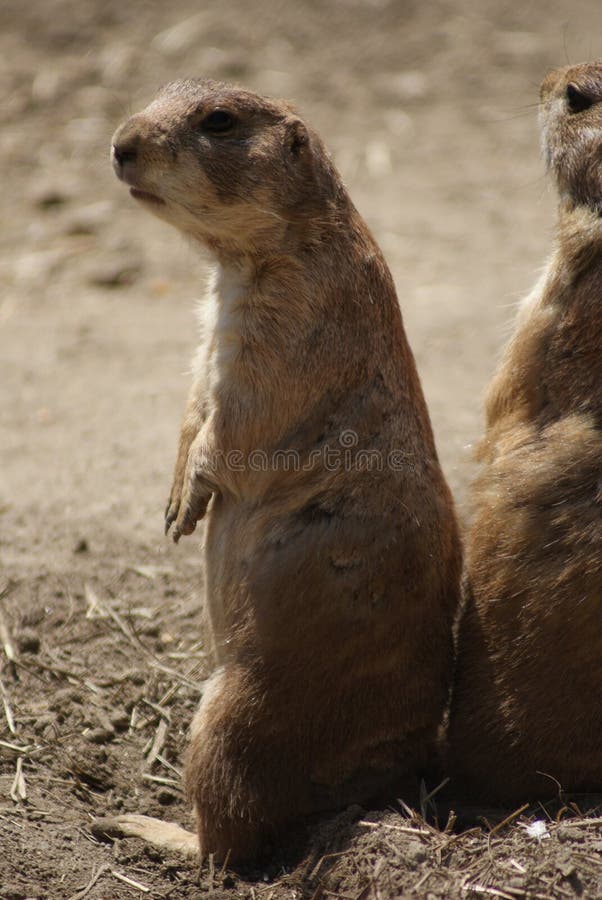 The Lookout stock image. Image of nature, prairiedog - 93571737