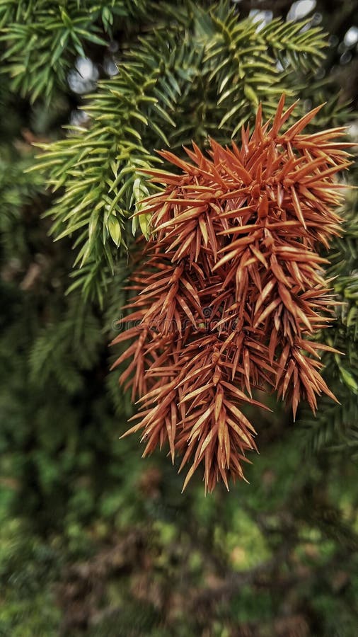 It really Looks Beautiful, the Combination of the Two Colors of Young ...