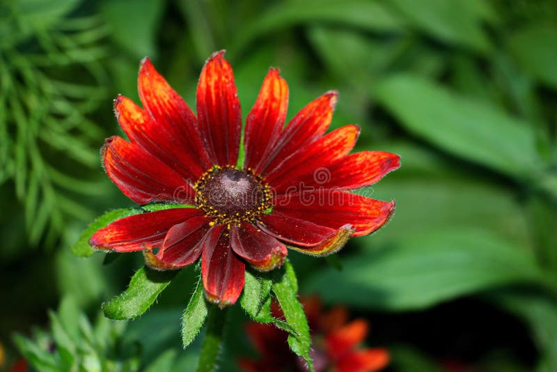 Looks Beautiful Dark Red Daisy in the Sun Stock Image - Image of looks ...