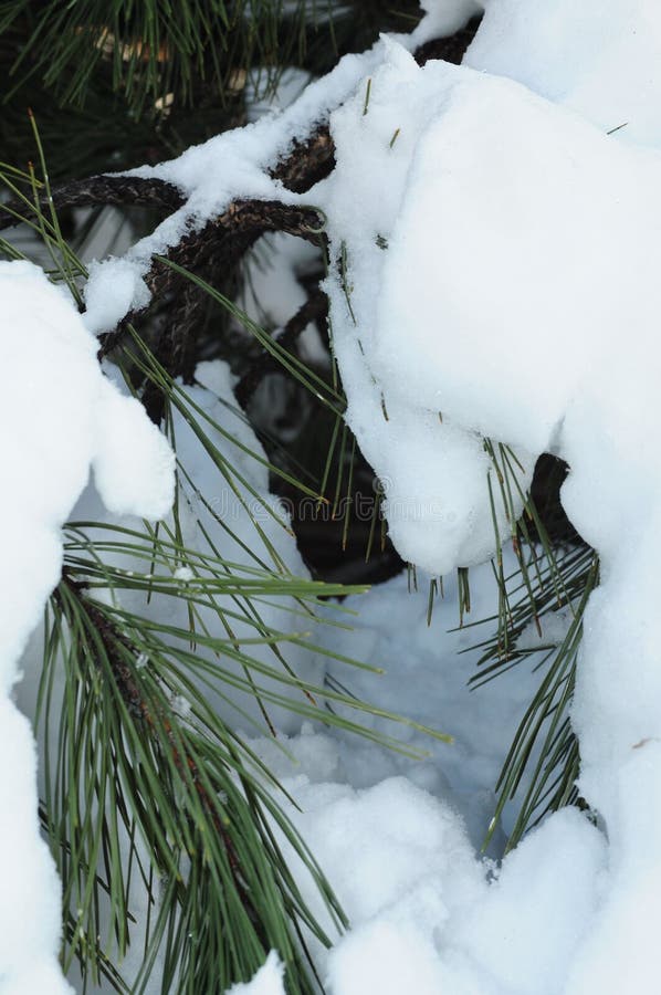 Looks chilly out there! stock image. Image of hangs - 222575709