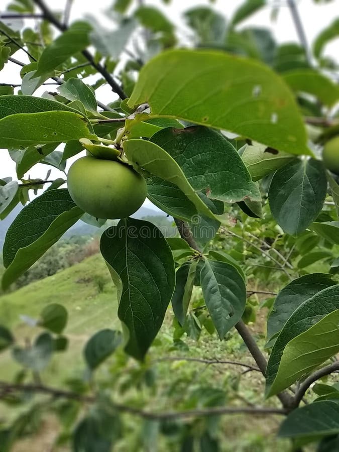 Unripe fruit stock photo. Image of unripe, tastes, fruit - 120976022