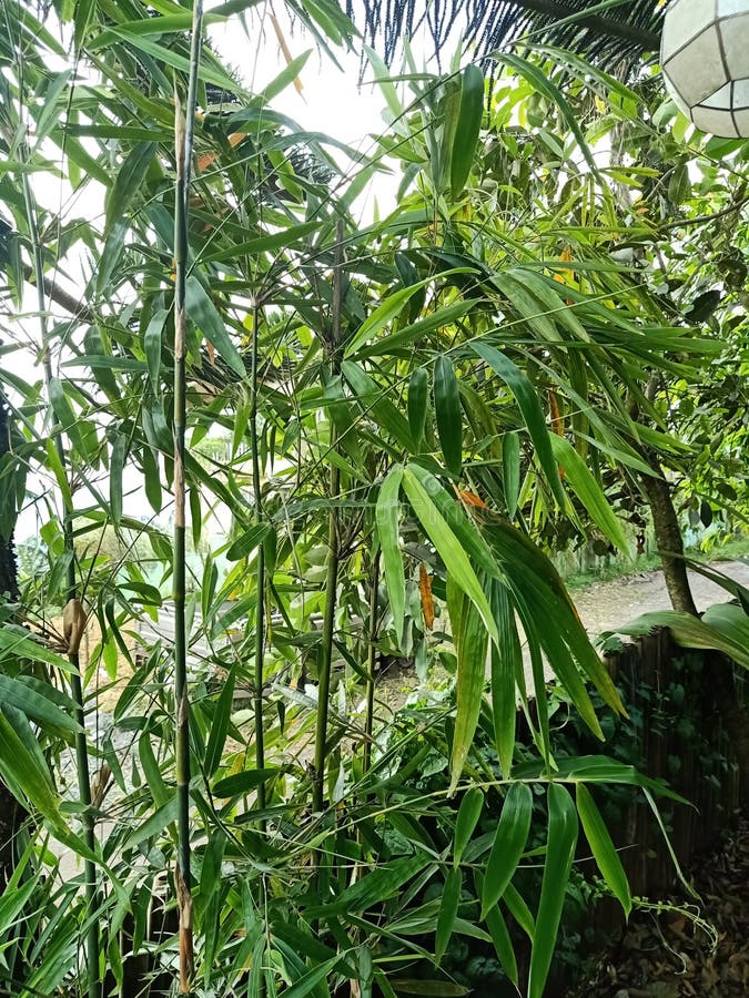 Looks so great!!! stock image. Image of outdoors, plants - 167368351