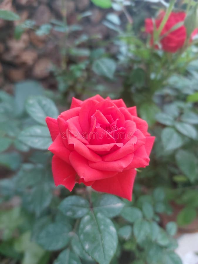 Looks Great Red Rose of Love Stock Image - Image of great, love: 278207469