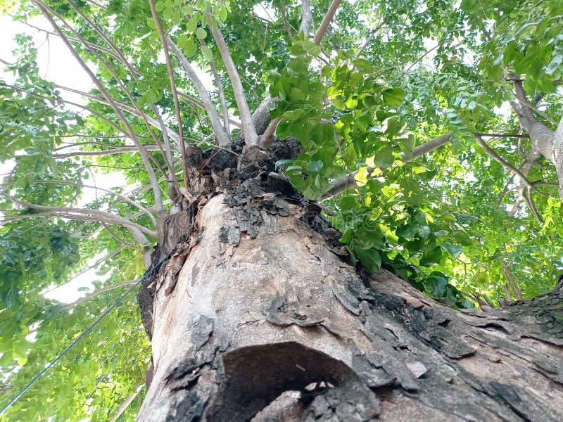 Looks Like a Big Tree from Below Stock Photo - Image of trunk, garden ...
