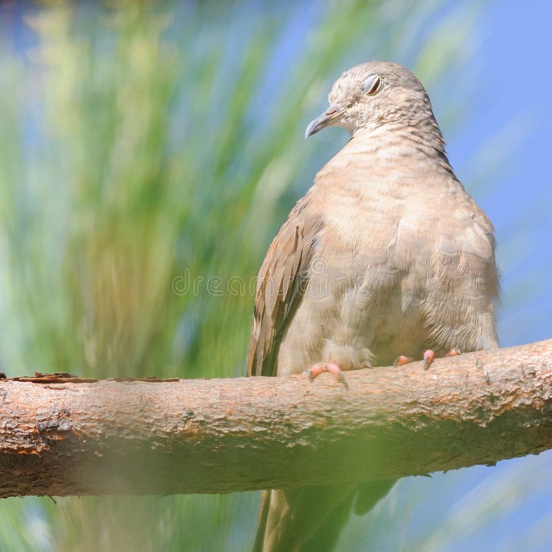 810 Sad Bird Branch Stock Photos - Free & Royalty-Free Stock Photos ...