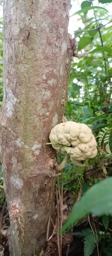 Tumor Rust Disease Stock Photos - Free & Royalty-Free Stock Photos from ...