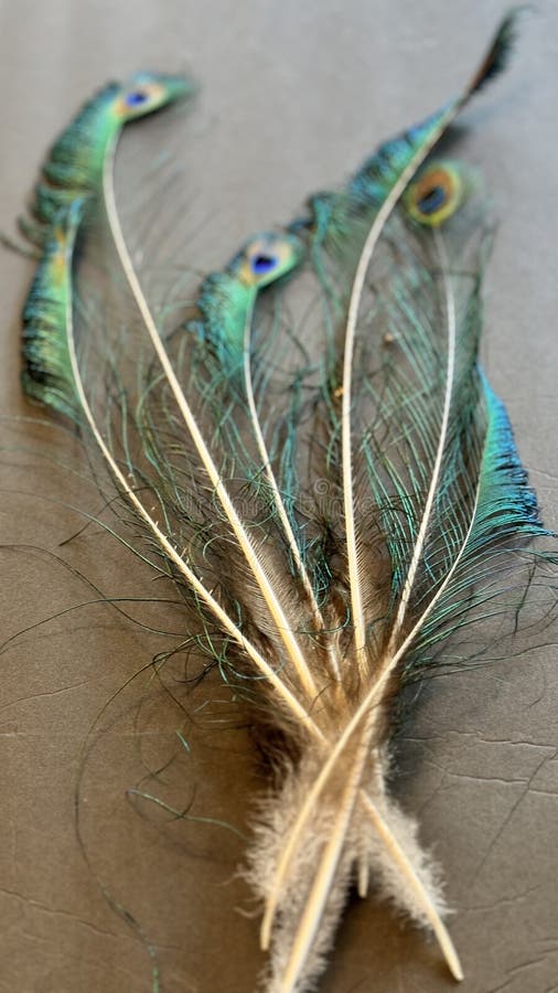 Green & Blue Peacock Feathers Stock Photo - Image of feathers, feather ...