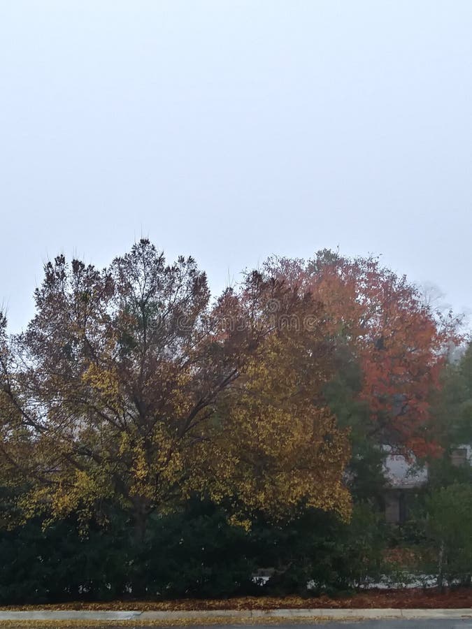 Looks like fall stock image. Image of fall, colors, like - 105189495