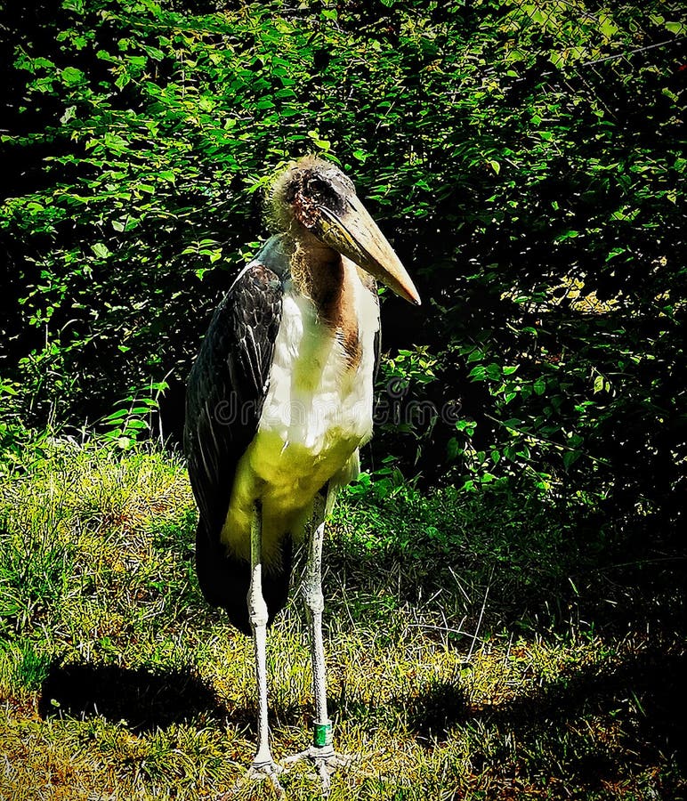 170 Reaper Bird Stock Photos - Free & Royalty-Free Stock Photos from ...