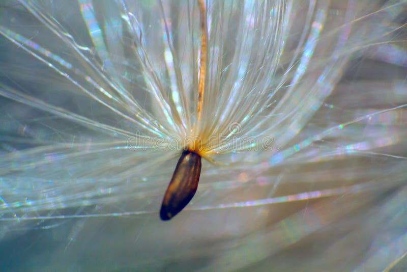 It Looks Like the Seed and the Fluff of Dandelion Stock Photo - Image ...