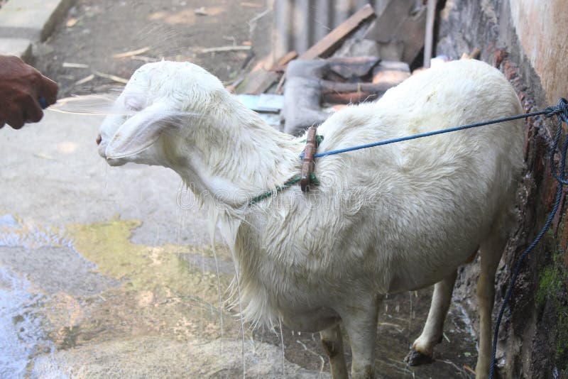 Wet sheep from bath stock image. Image of cute, white - 251761995