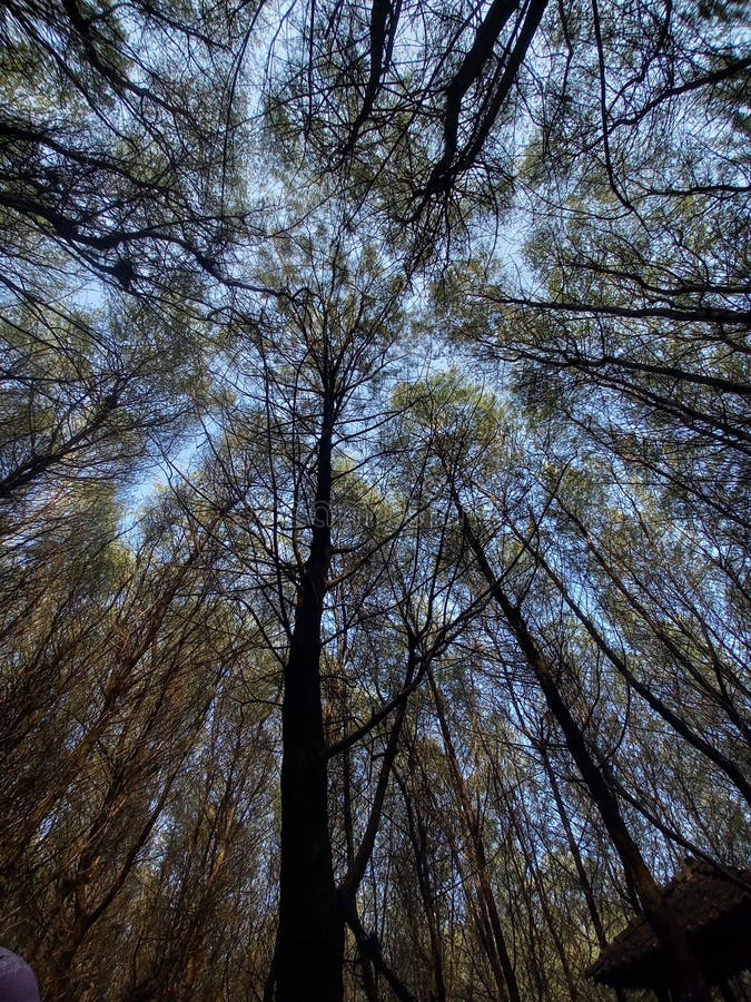 Looks Under the Photo of Towering Trees Stock Photo - Image of tree ...