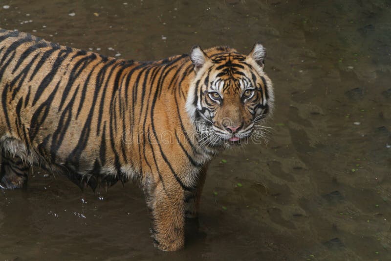 Looks up calmly stock image. Image of animal, jungle - 304752113