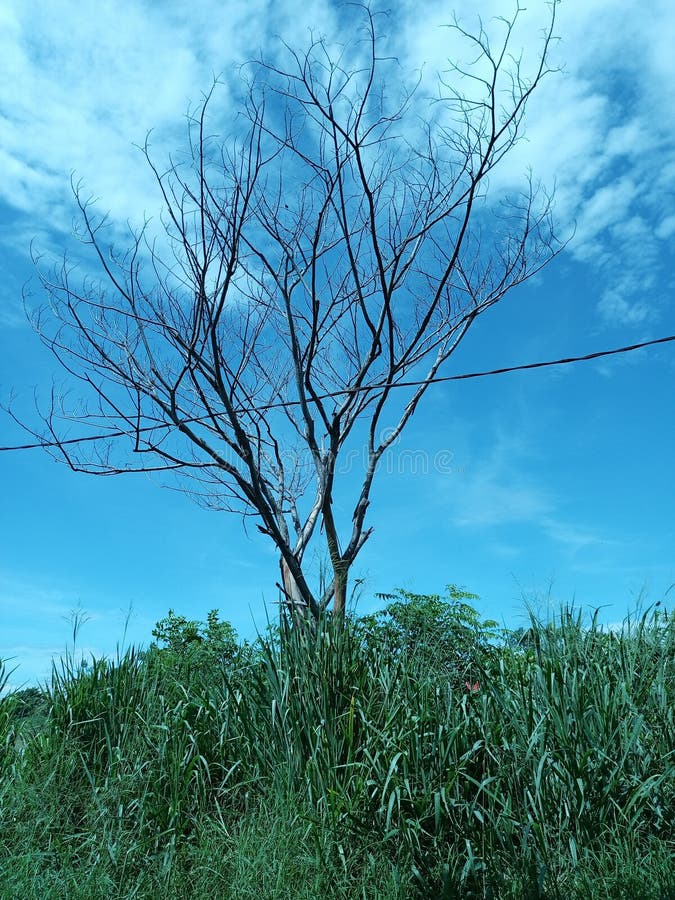 It Looks Very Beautiful Even Though the Tree Has Fallen Leaves Stock ...